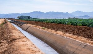 Zaid Crops: Definition, Types Of Crops, Cultivation And Varieties ...