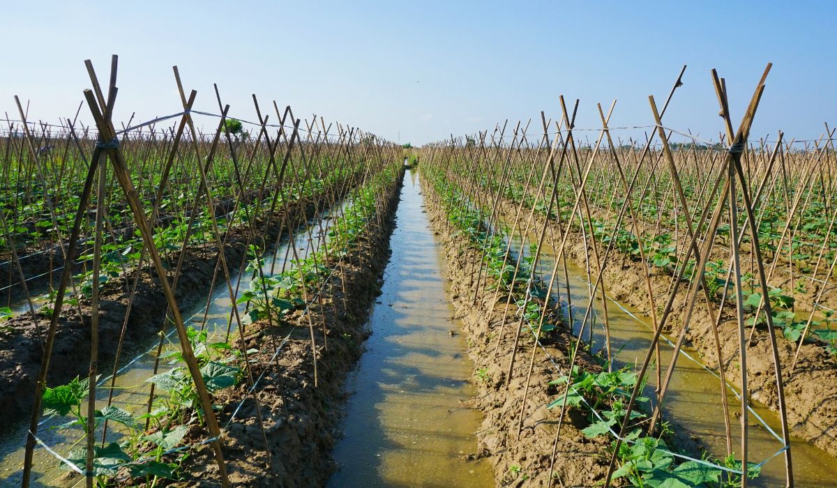 Zaid Crops: Definition, Types Of Crops, Cultivation And Varieties ...